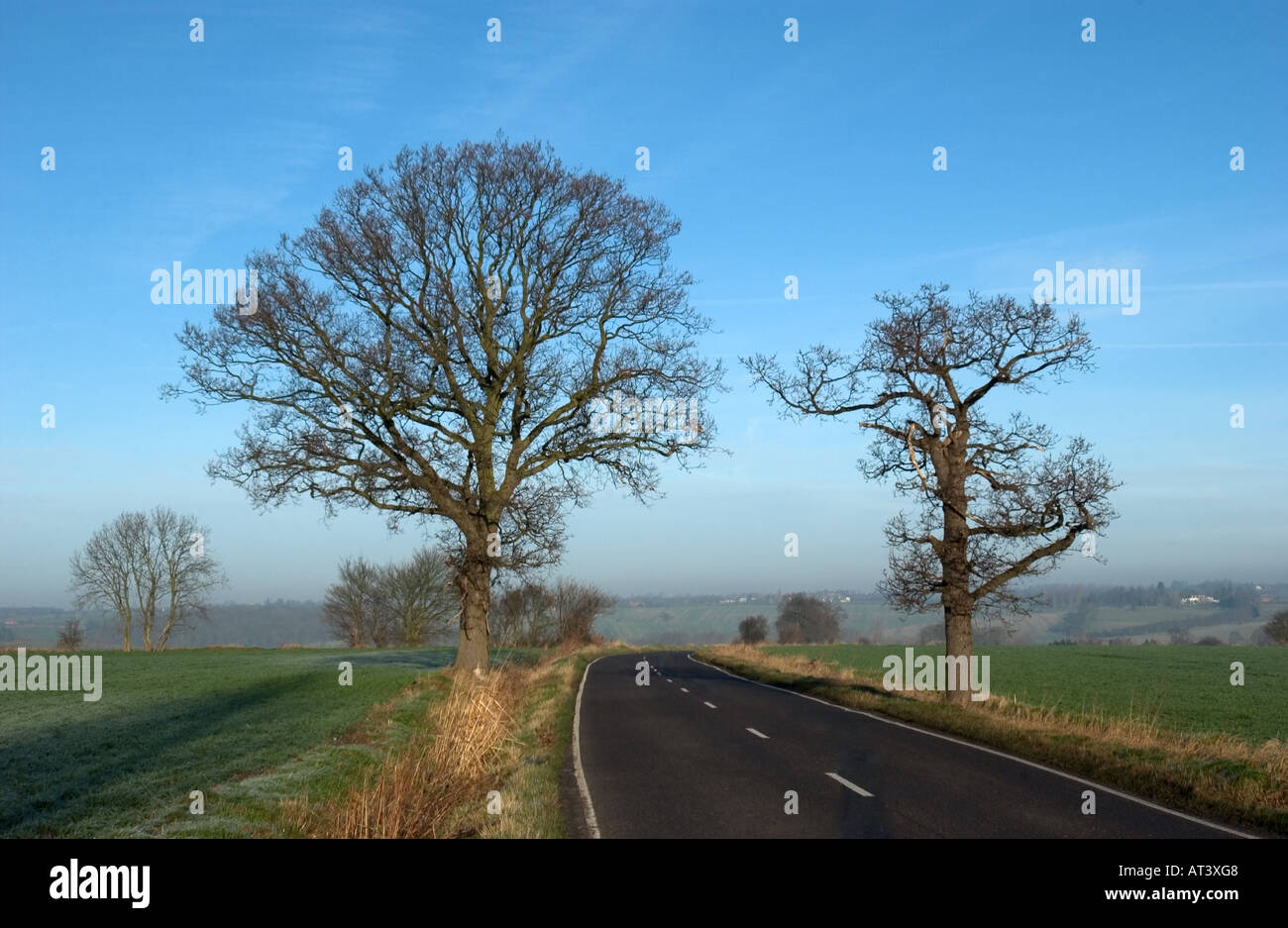 Epping forest tree oak hi-res stock photography and images - Alamy