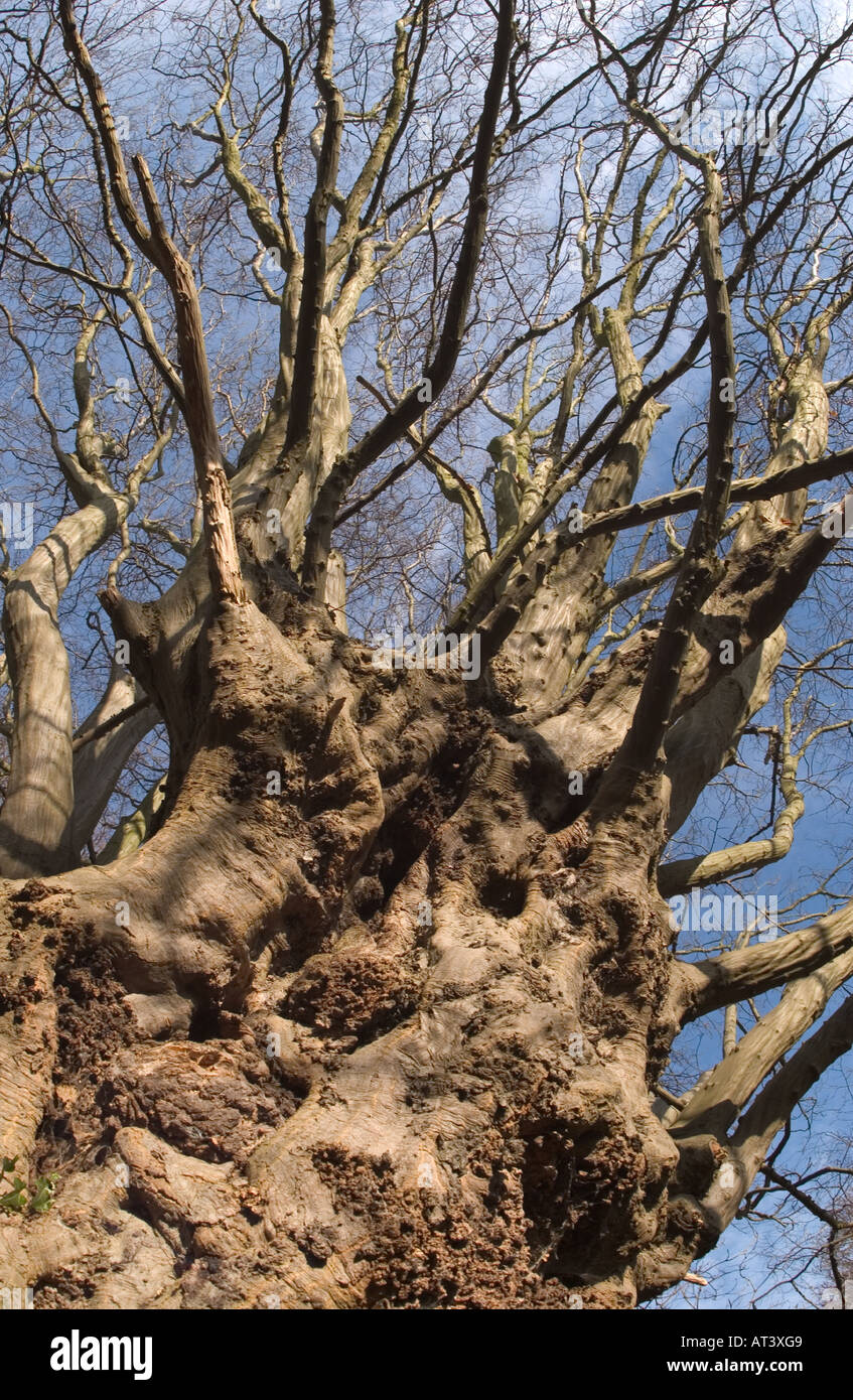 Heritage Hornbeam tree in Winter Roydon Essex England Stock Photo - Alamy