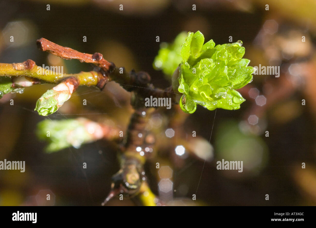 Young Hawthorn leaves shooting into new Spring growth Stock Photo - Alamy