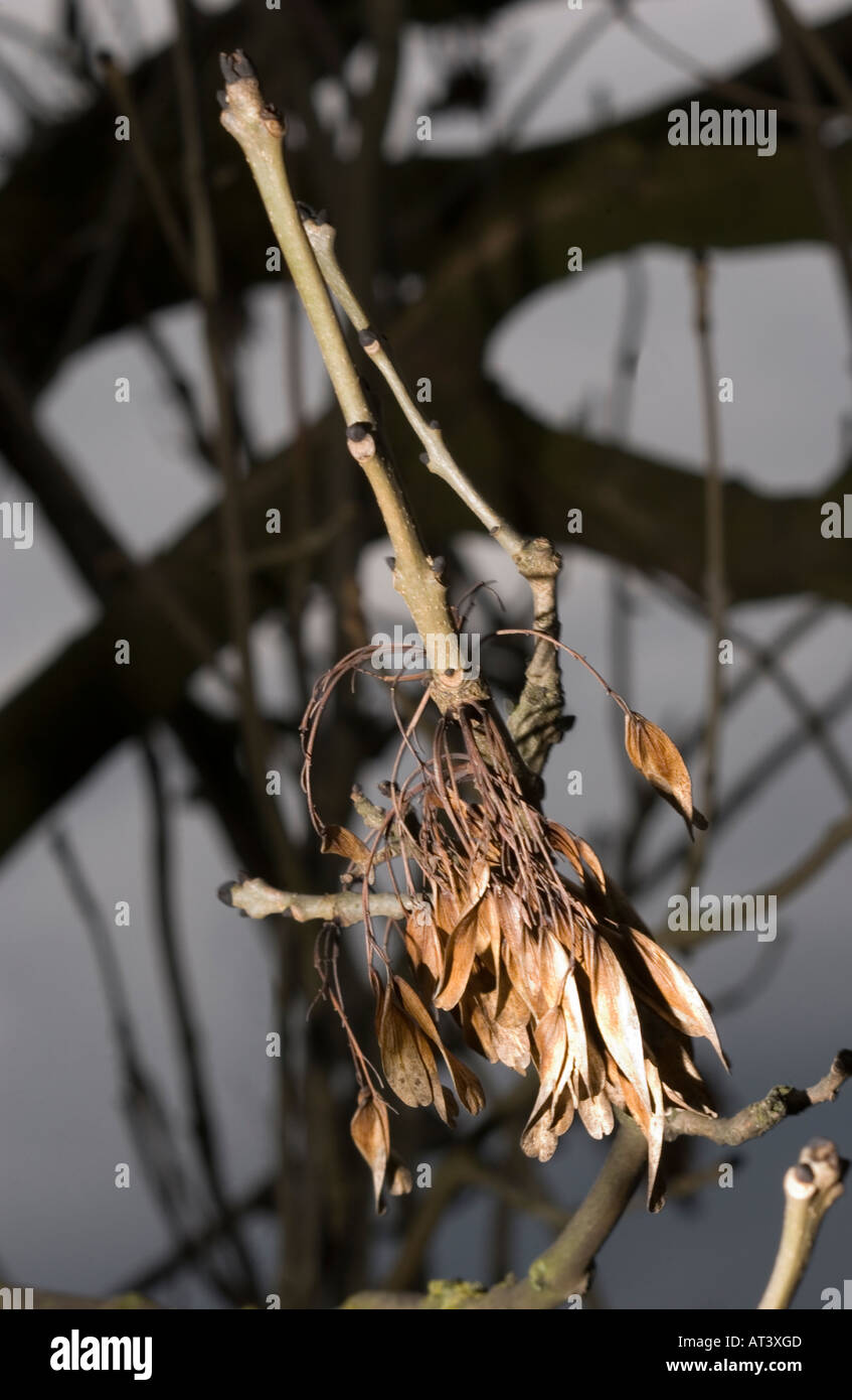 Seeds and buds of the Ash tree in Winter Stock Photo - Alamy