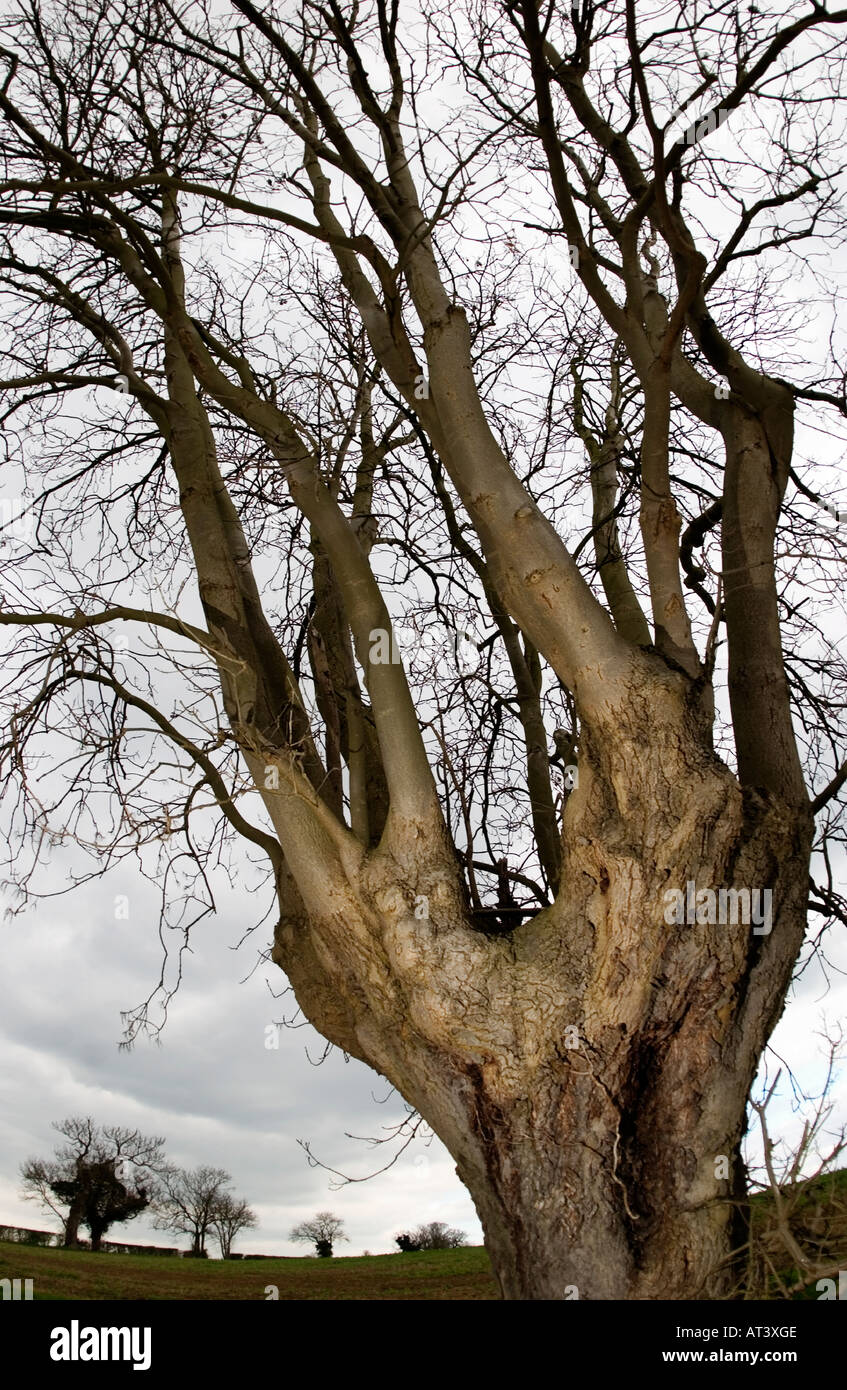 Big ash tree in leaf hi-res stock photography and images - Alamy