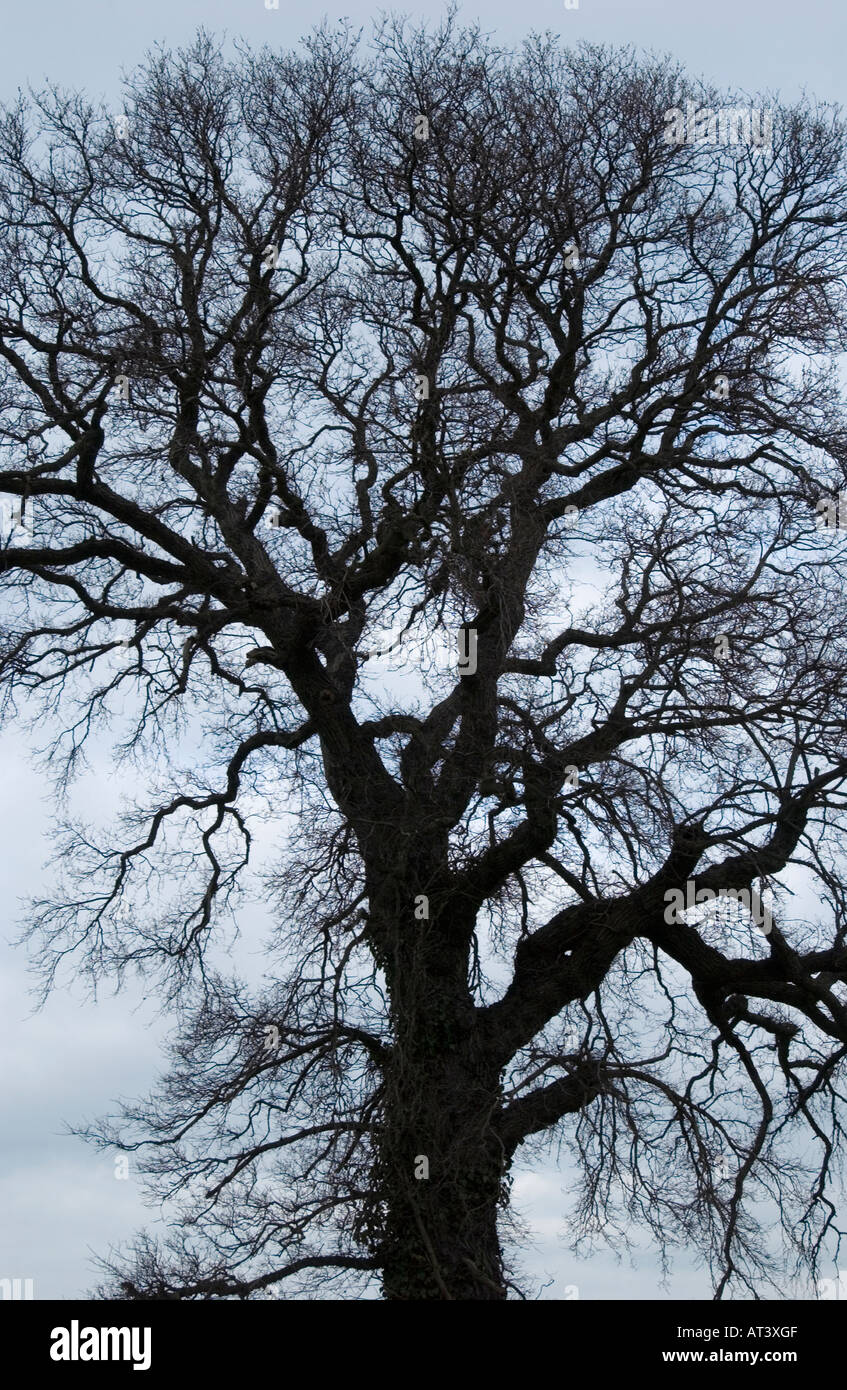 Tall elm tree hi-res stock photography and images - Alamy