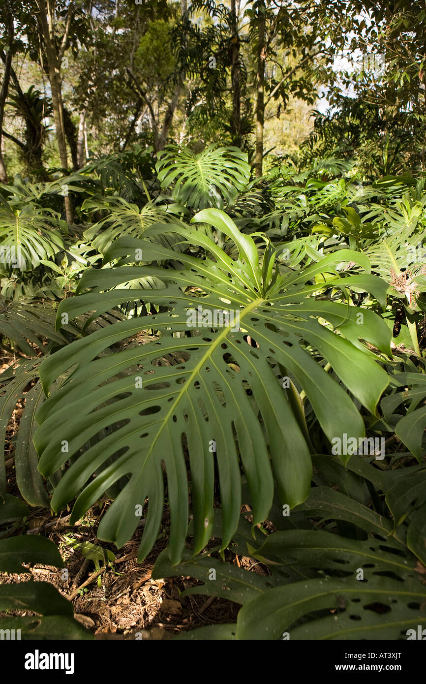 Costa Rica Cartago Lankester Botanical Gardens perforated leaf of ...