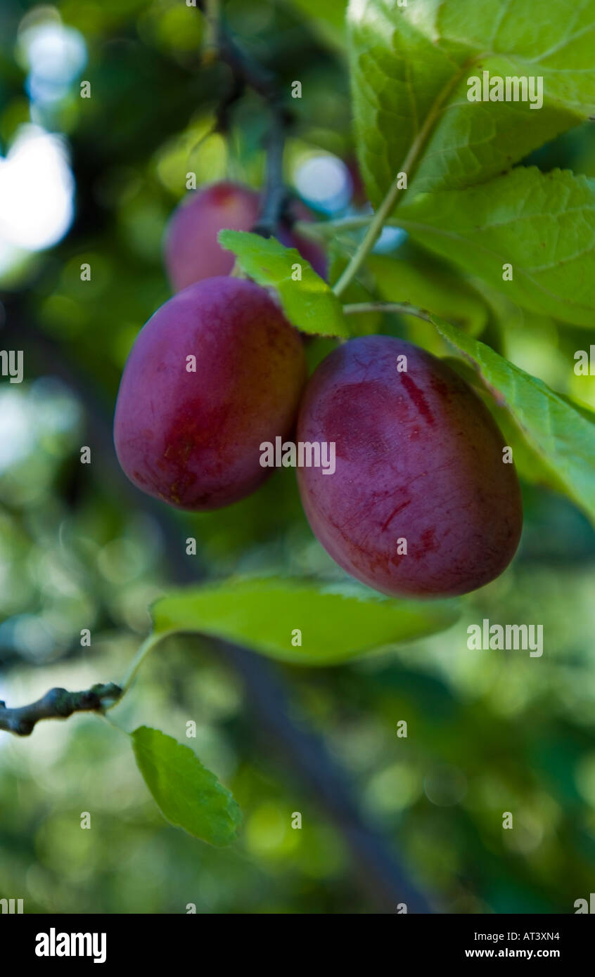 Victoria plum tree sticky hi-res stock photography and images - Alamy