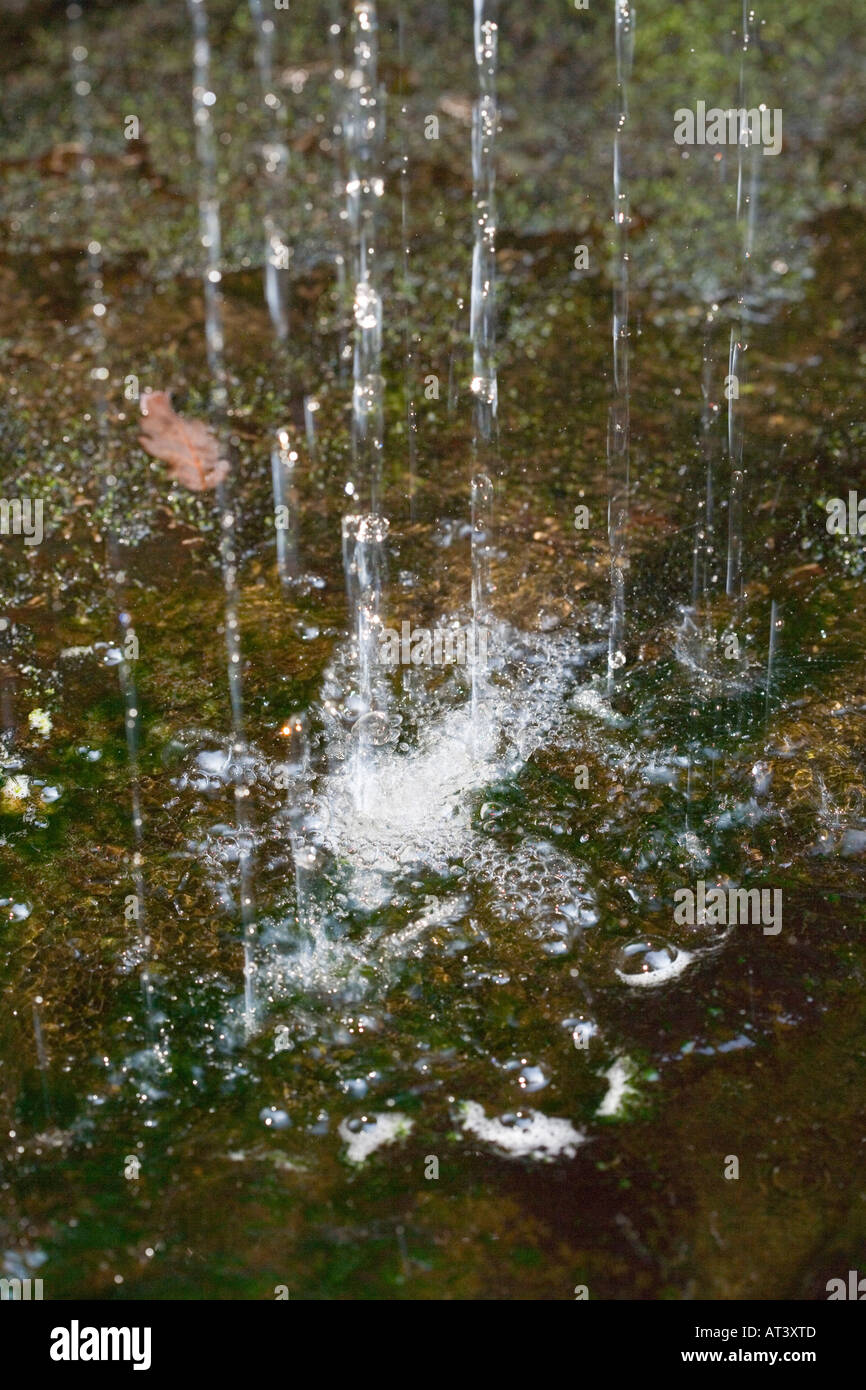 Moss water puddle pond hi-res stock photography and images - Alamy