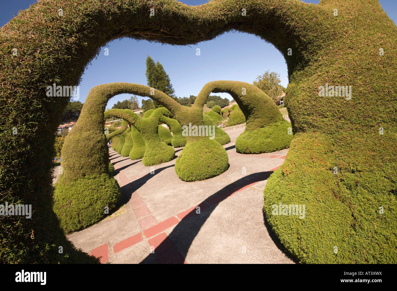 Costa Rica Zarcero Parque Francesco Alvarado park topiary by ...