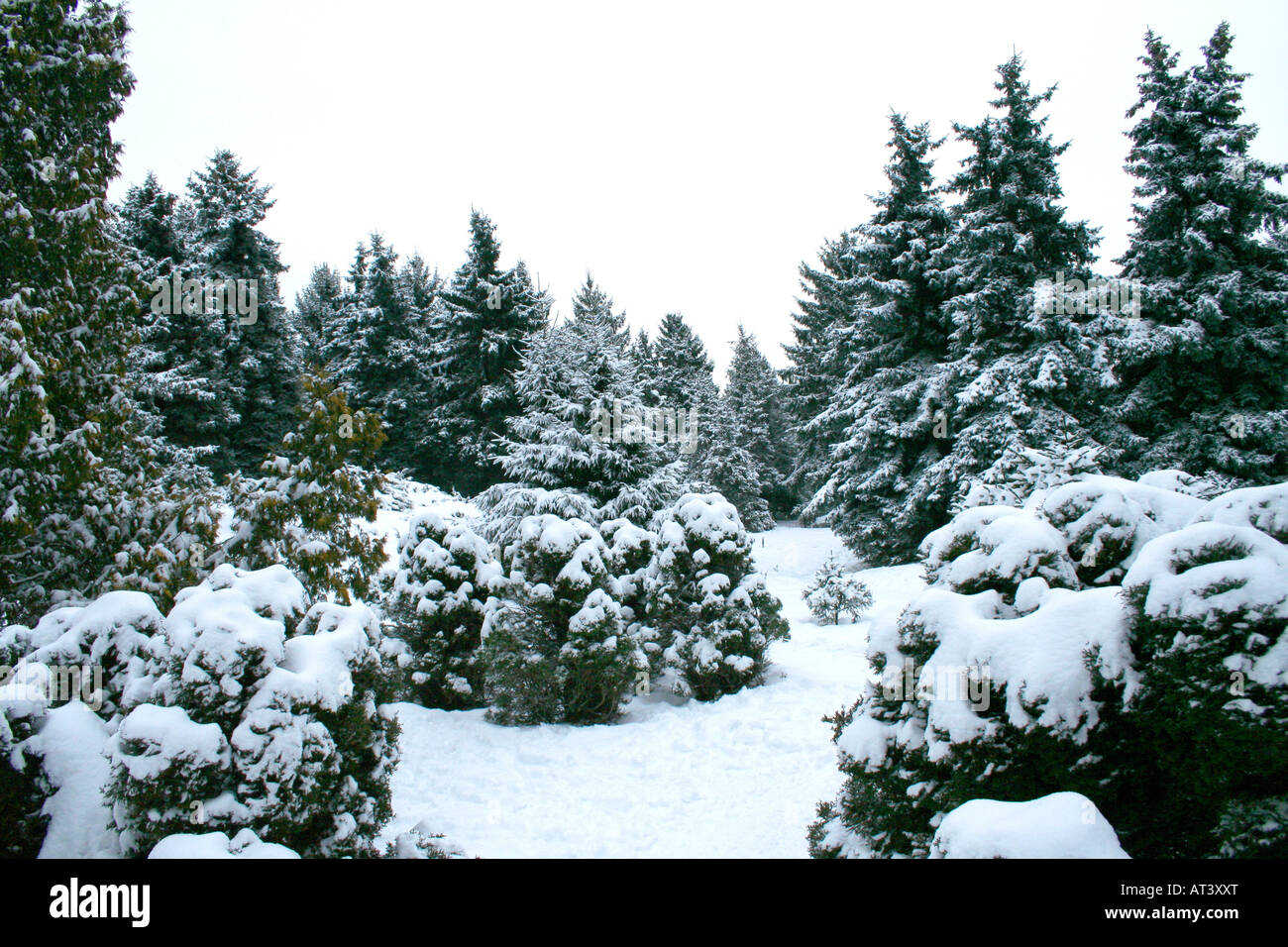 Winter landscape beautiful snow in the forest Stock Photo - Alamy