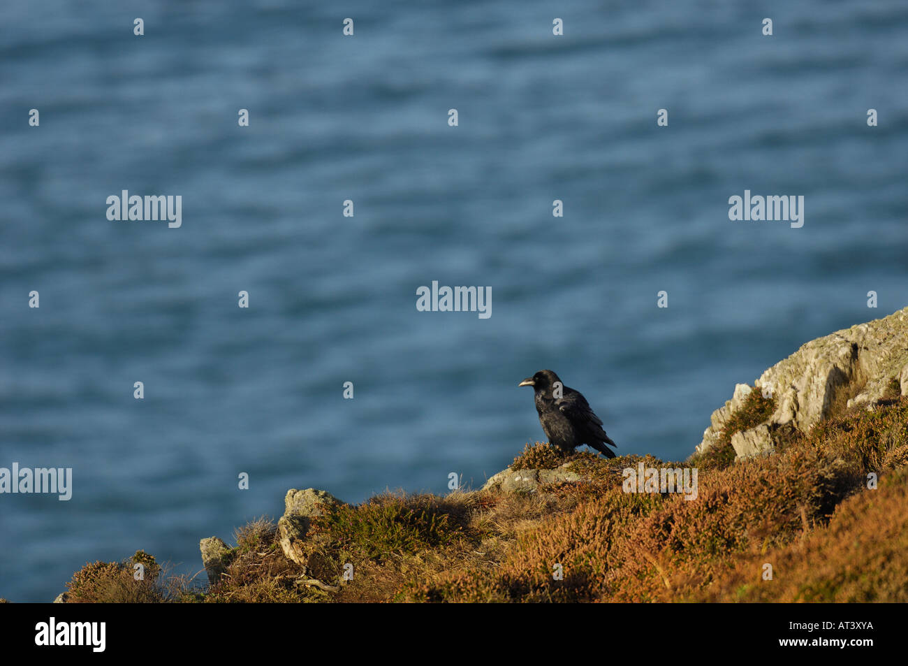 Raven Corvus corax South Stack RSPB Reserve Anglesey Wales UK Stock ...