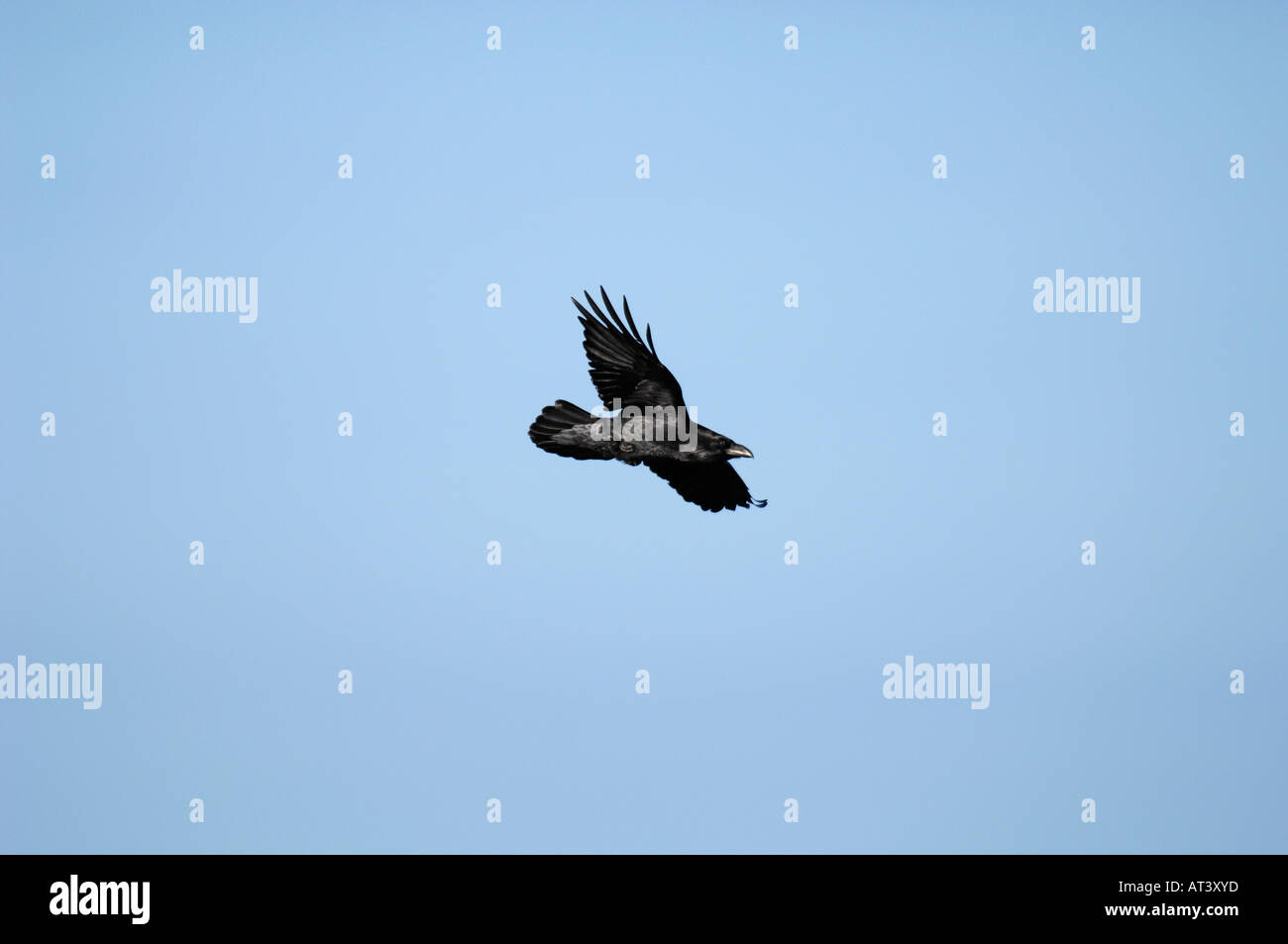 Raven Corvus corax South Stack RSPB Reserve Anglesey Wales UK Stock ...
