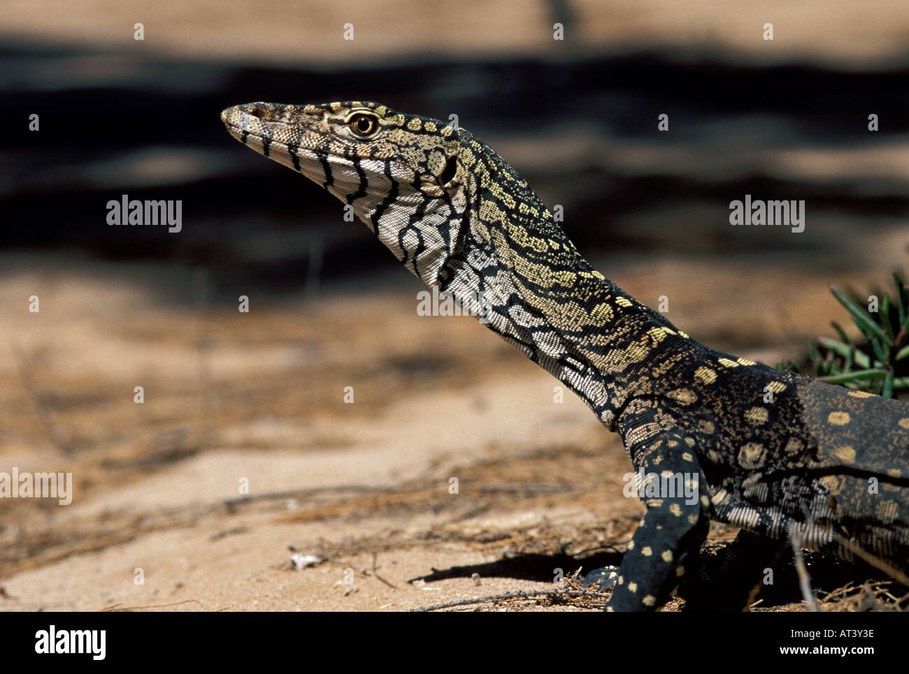Perentie Lizard Varanus giganteus Australia Stock Photo - Alamy