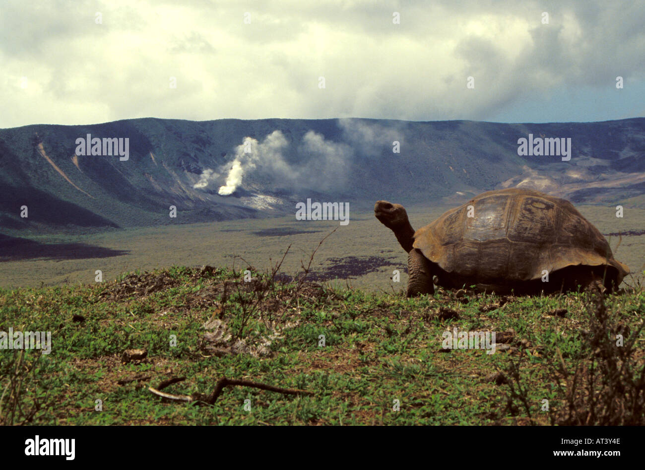 Galapagos Tortoise Geochelone nigra Ecuador Stock Photo - Alamy