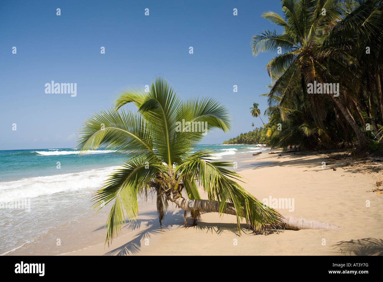 Costa Rica Caribbean Coast Punta Uva single palm tree on small soft ...