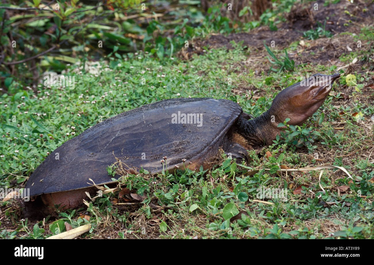 Florida soft shelled turtle hi-res stock photography and images - Alamy