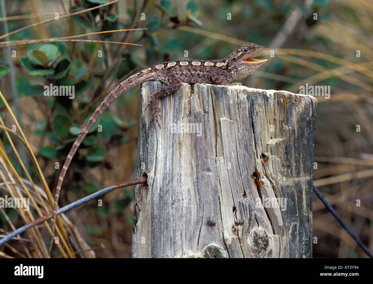 Jacky Lizard Amphibolurus muricatus Broulee Australia Stock Photo - Alamy