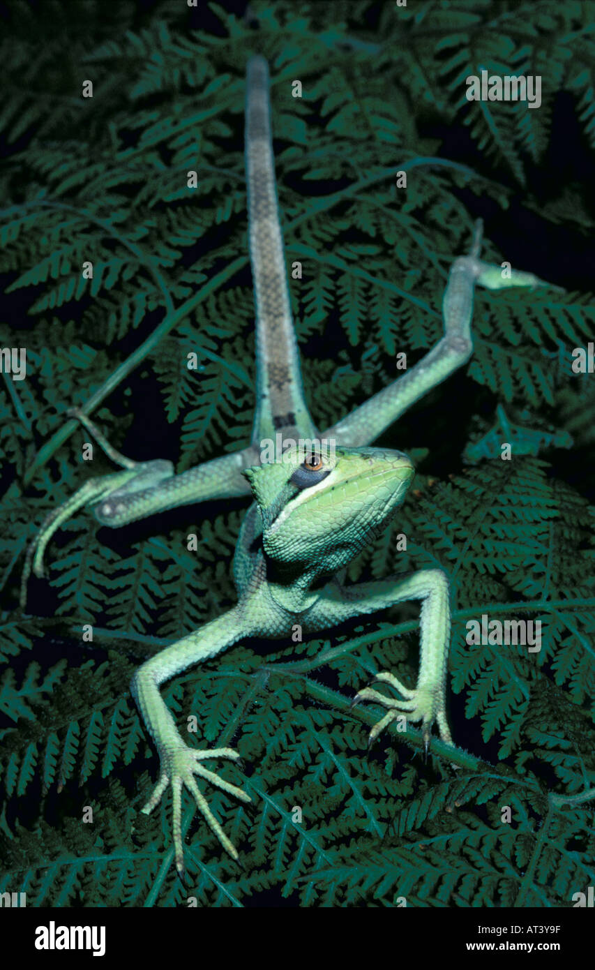 Basiliscus sp hi-res stock photography and images - Alamy