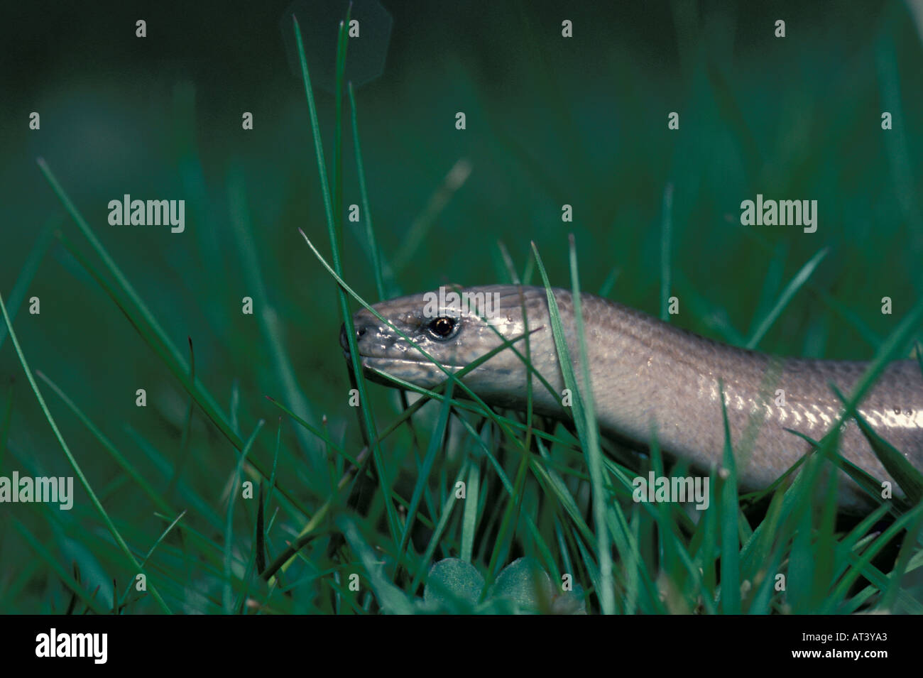 Slow worm Angulus fargilis legless lizard United Kingdom Stock Photo ...