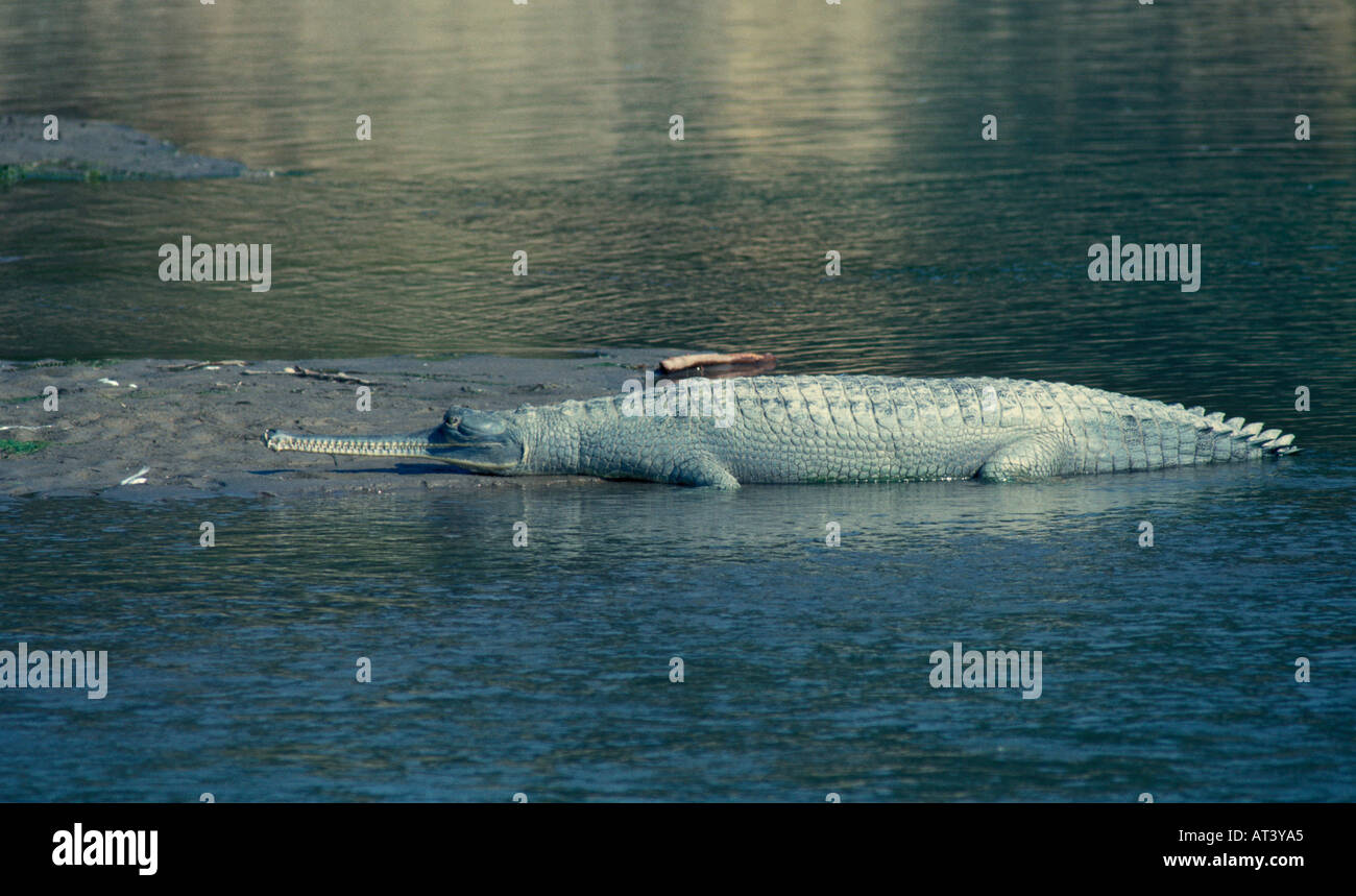 Gharial Gavialis gangeticus India Stock Photo - Alamy
