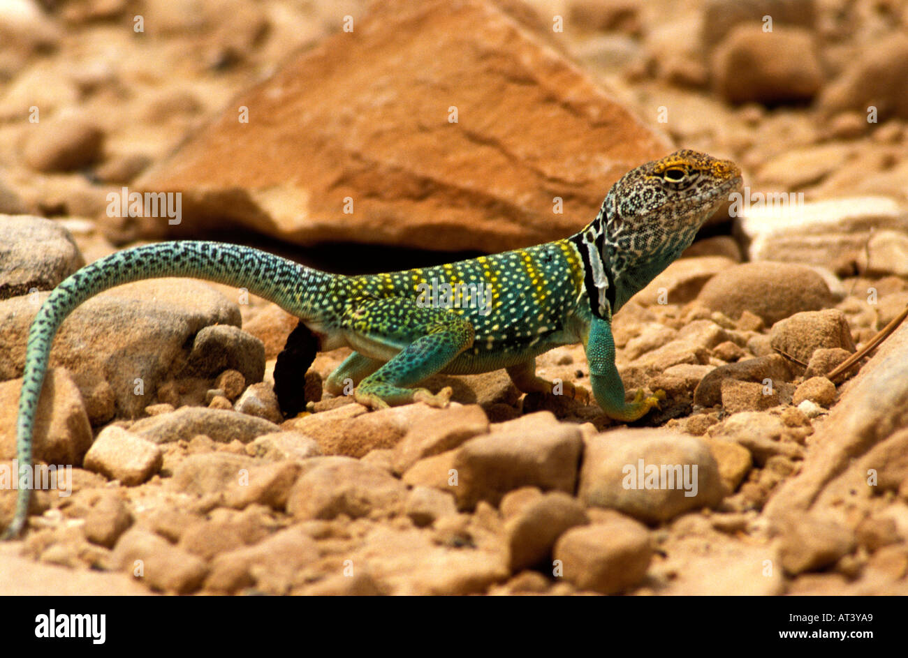 Black collared lizard hi-res stock photography and images - Alamy