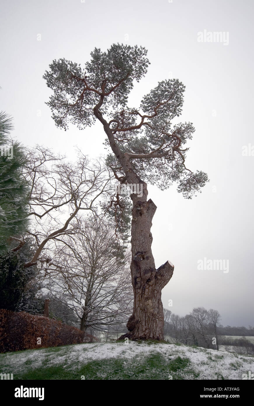 Old Pine tree snow Stock Photo - Alamy