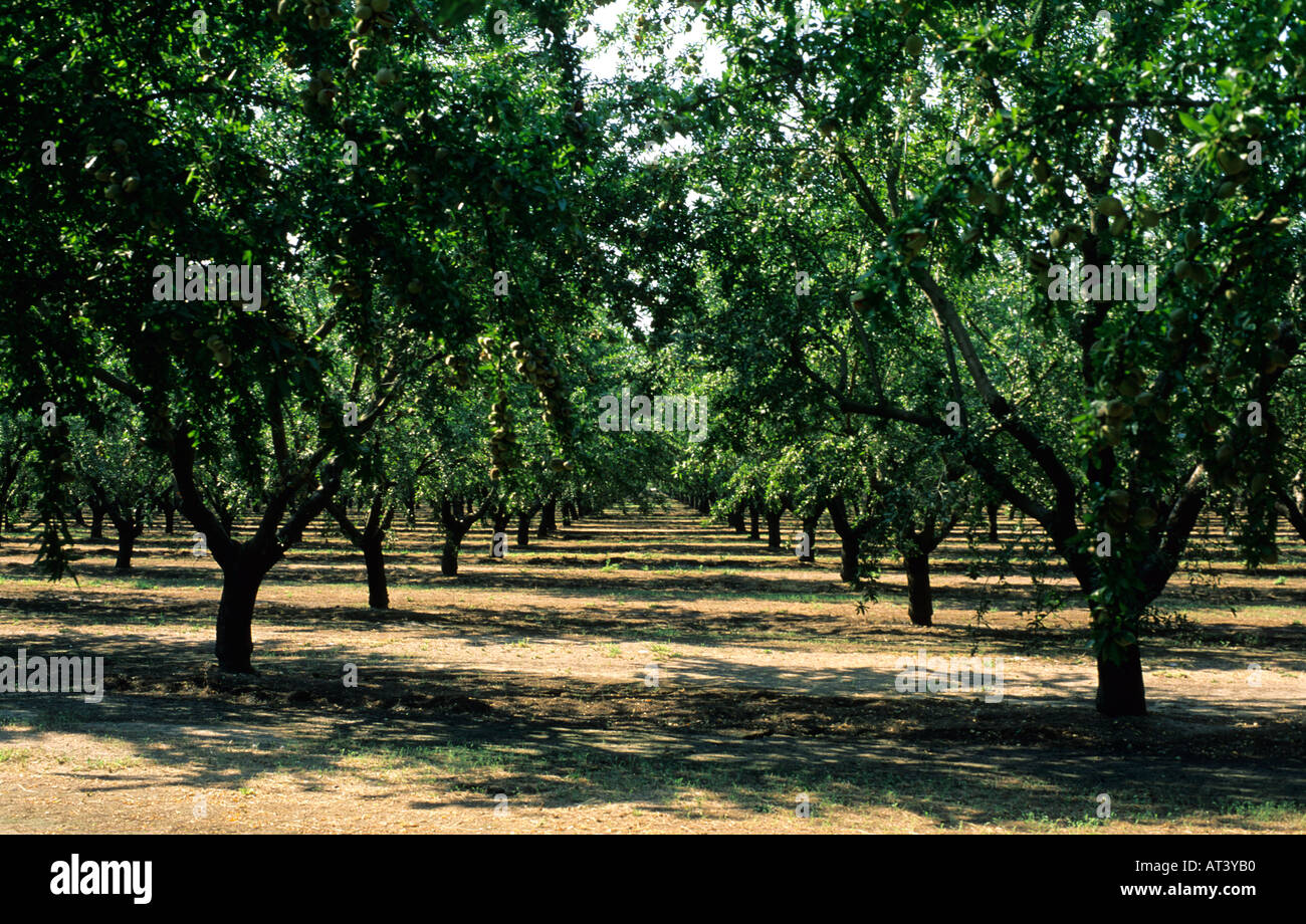 Almond grove california hi-res stock photography and images - Alamy