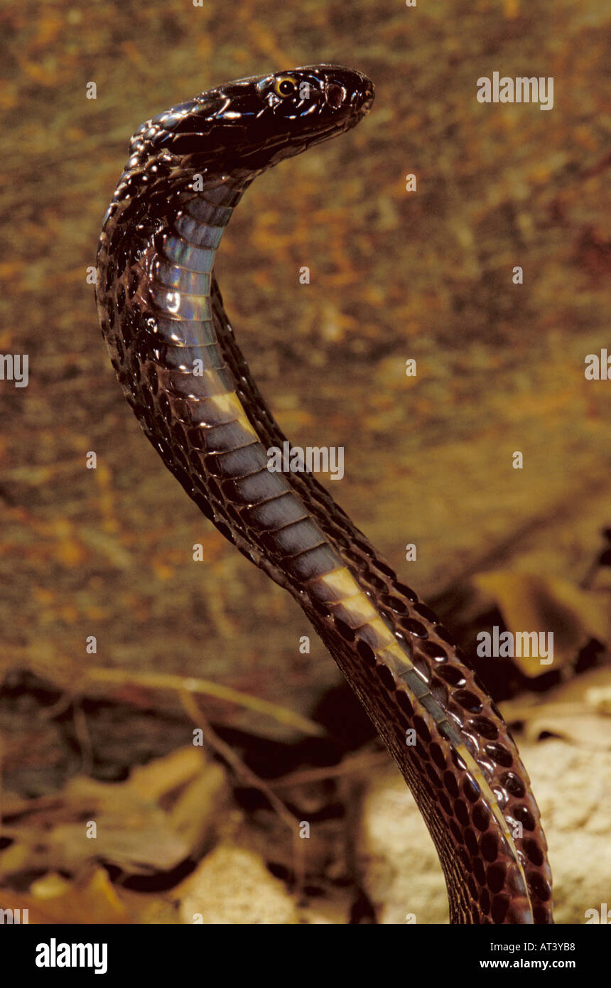 Naja Naja Karachiensis