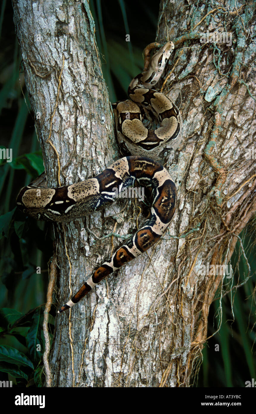 Guyanan Boa Constrictor Snake Boa constrictor constrictor Stock Photo ...