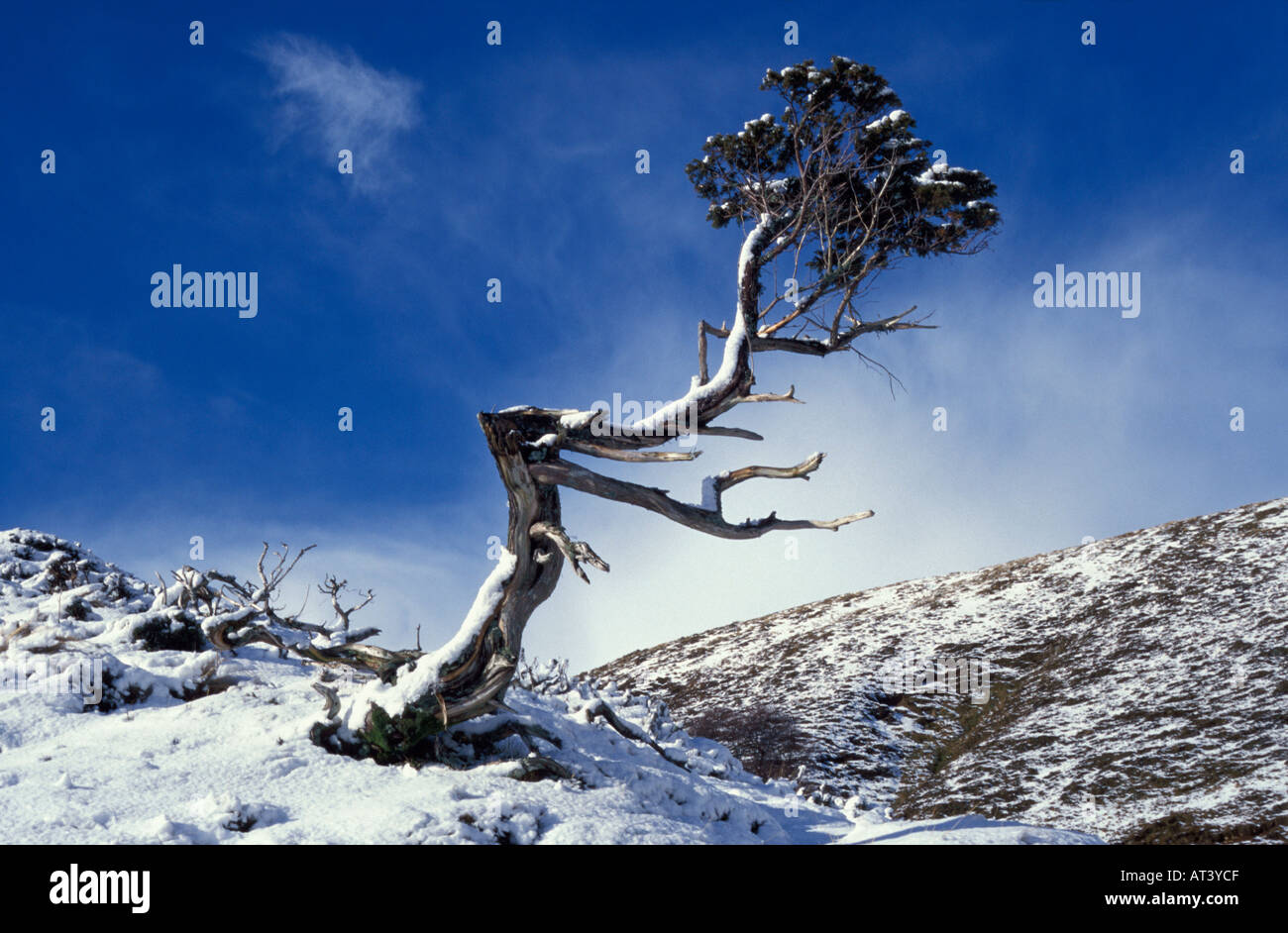 Juniper scotland hi-res stock photography and images - Alamy