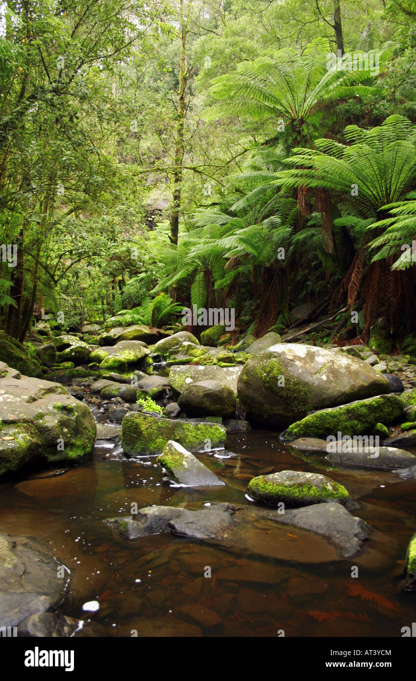 Rainforest in Australia Stock Photo - Alamy