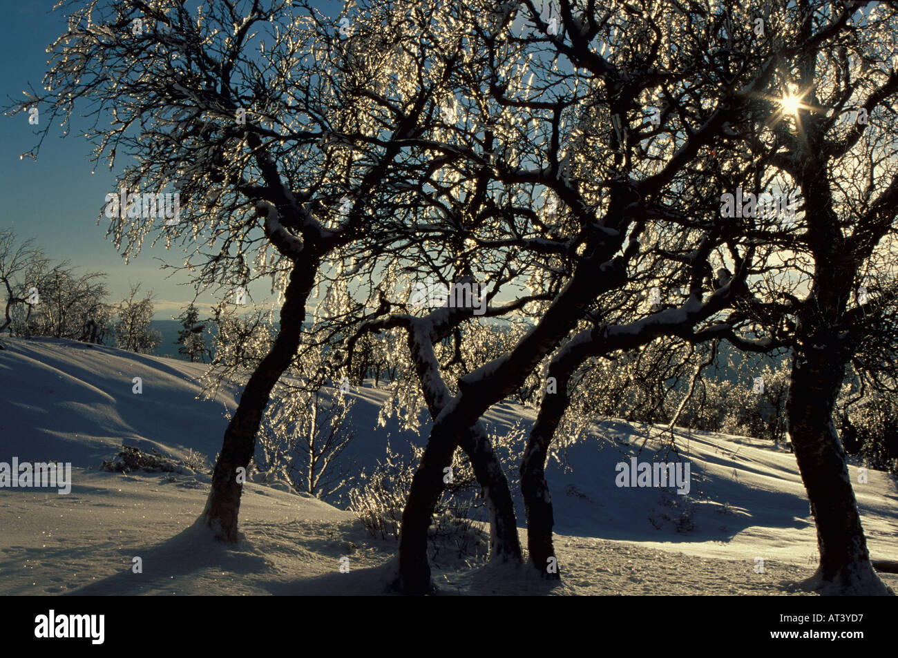 Silhouette Trees with winter snow and ice Sweden Stock Photo - Alamy