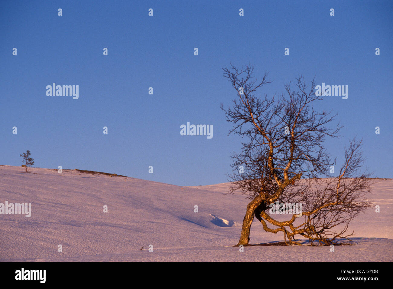 Birch Tree in snow Sweden Stock Photo - Alamy