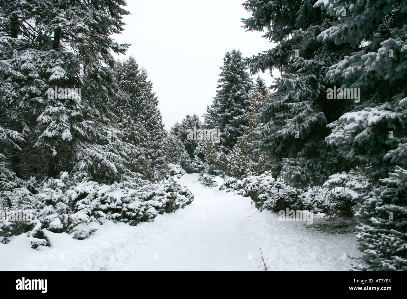Winter landscape beautiful snow in the forest Stock Photo - Alamy