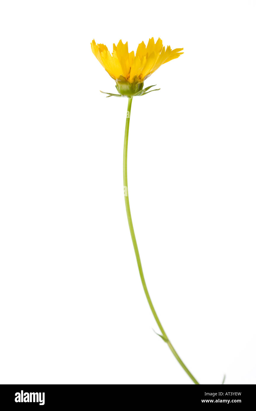 small single yellow field flower photographed on a white background in ...
