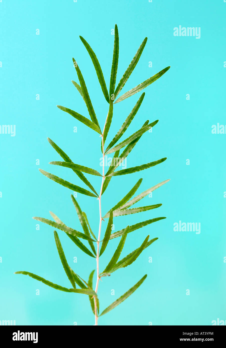 Teetree hi-res stock photography and images - Alamy