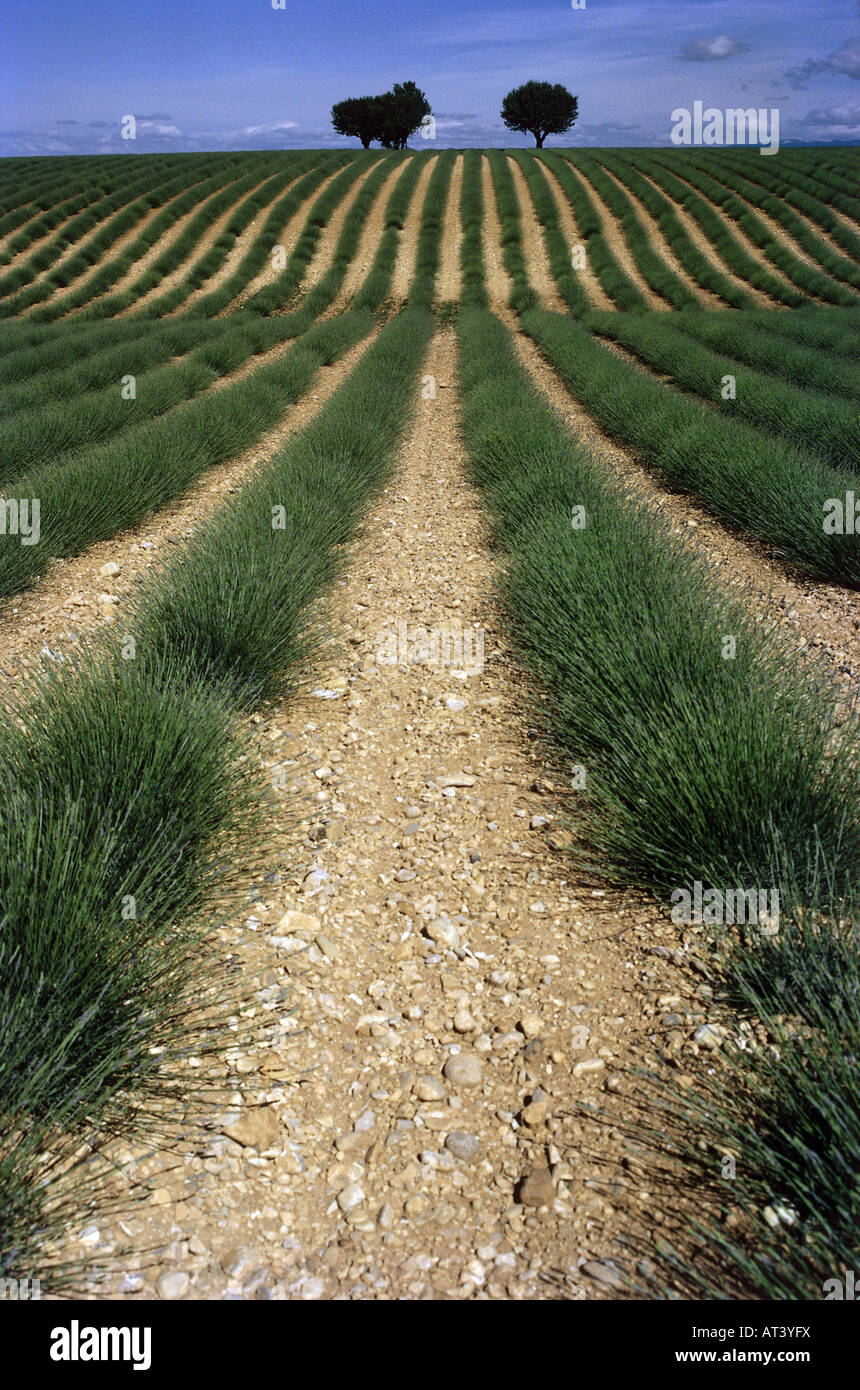 botany, Lavender (Lavandula angustifolia), Common Lavender on field ...