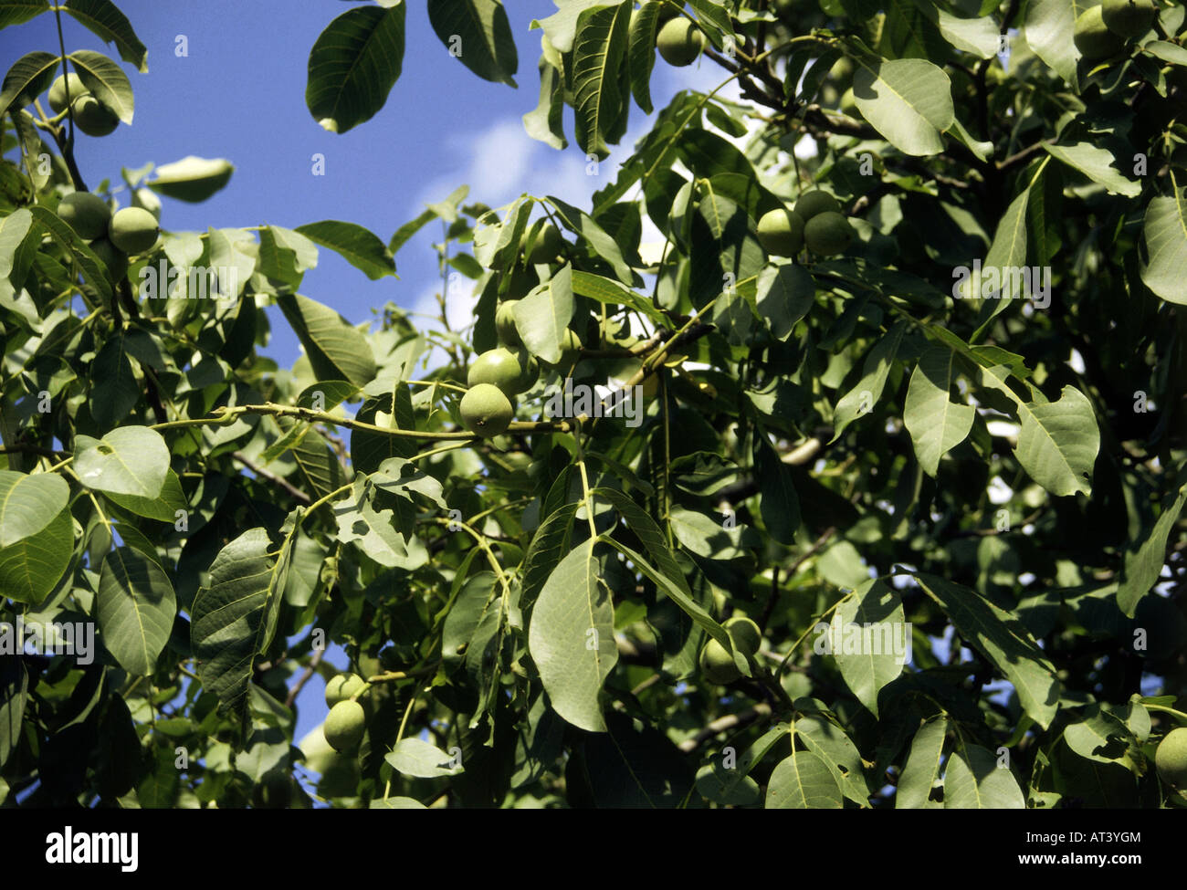 botany, walnut (Juglans), Common walnut (Juglans regia), fruits at ...