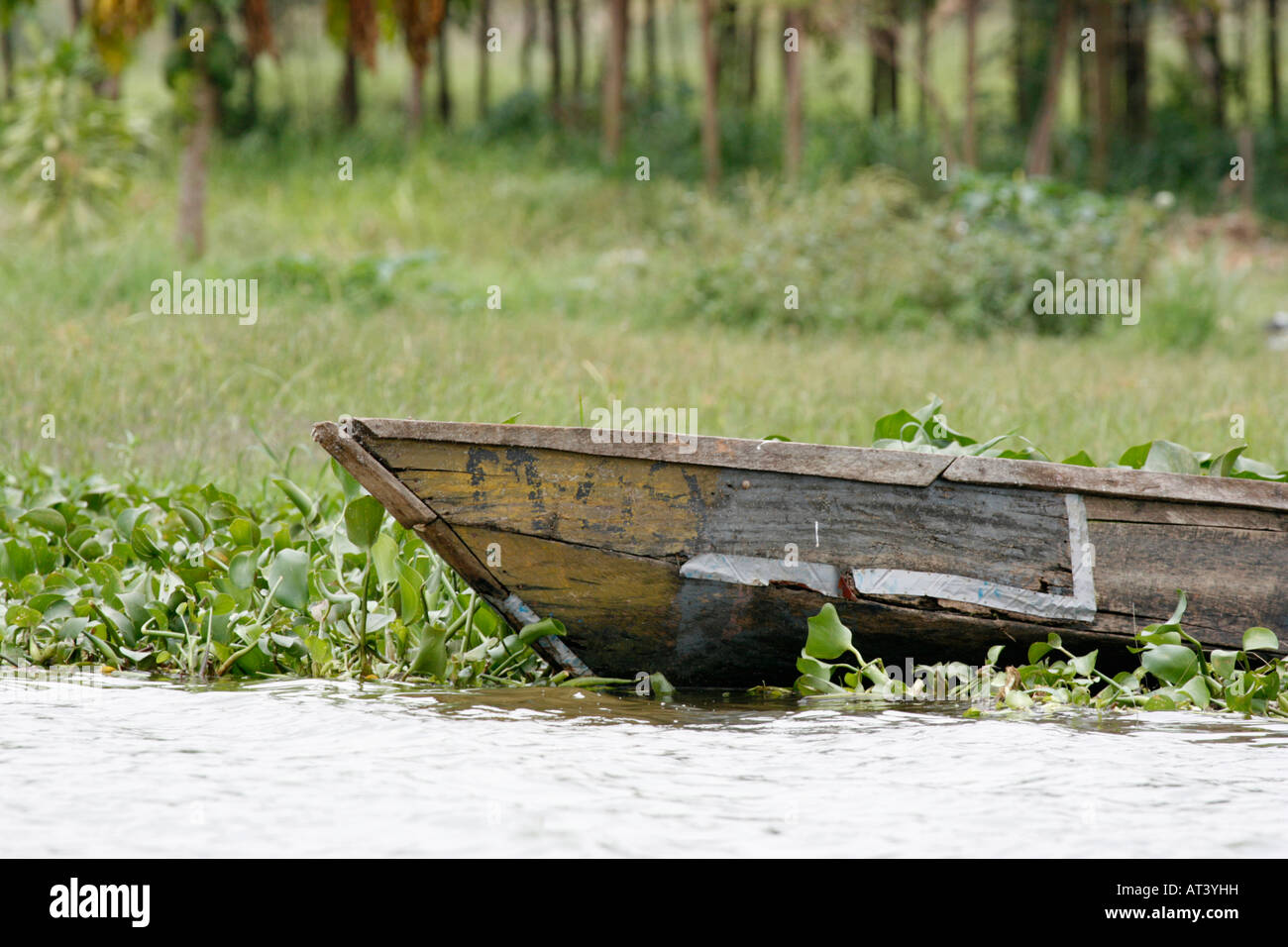 Old discarded canoe lies in water hyacinth on the shores of Lake ...