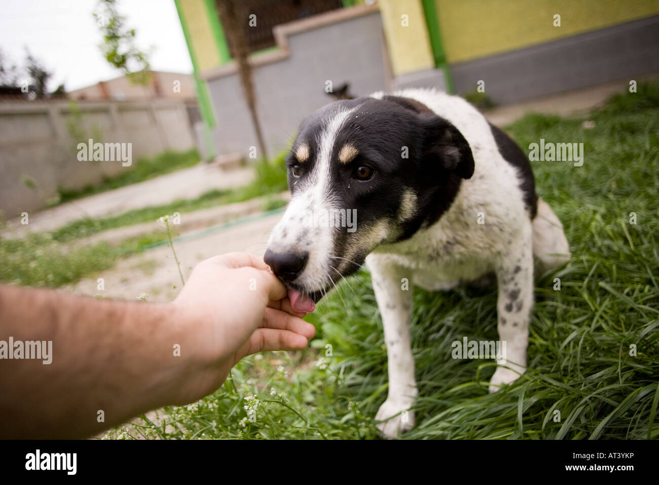 dog eating from the owner's hand Stock Photo - Alamy