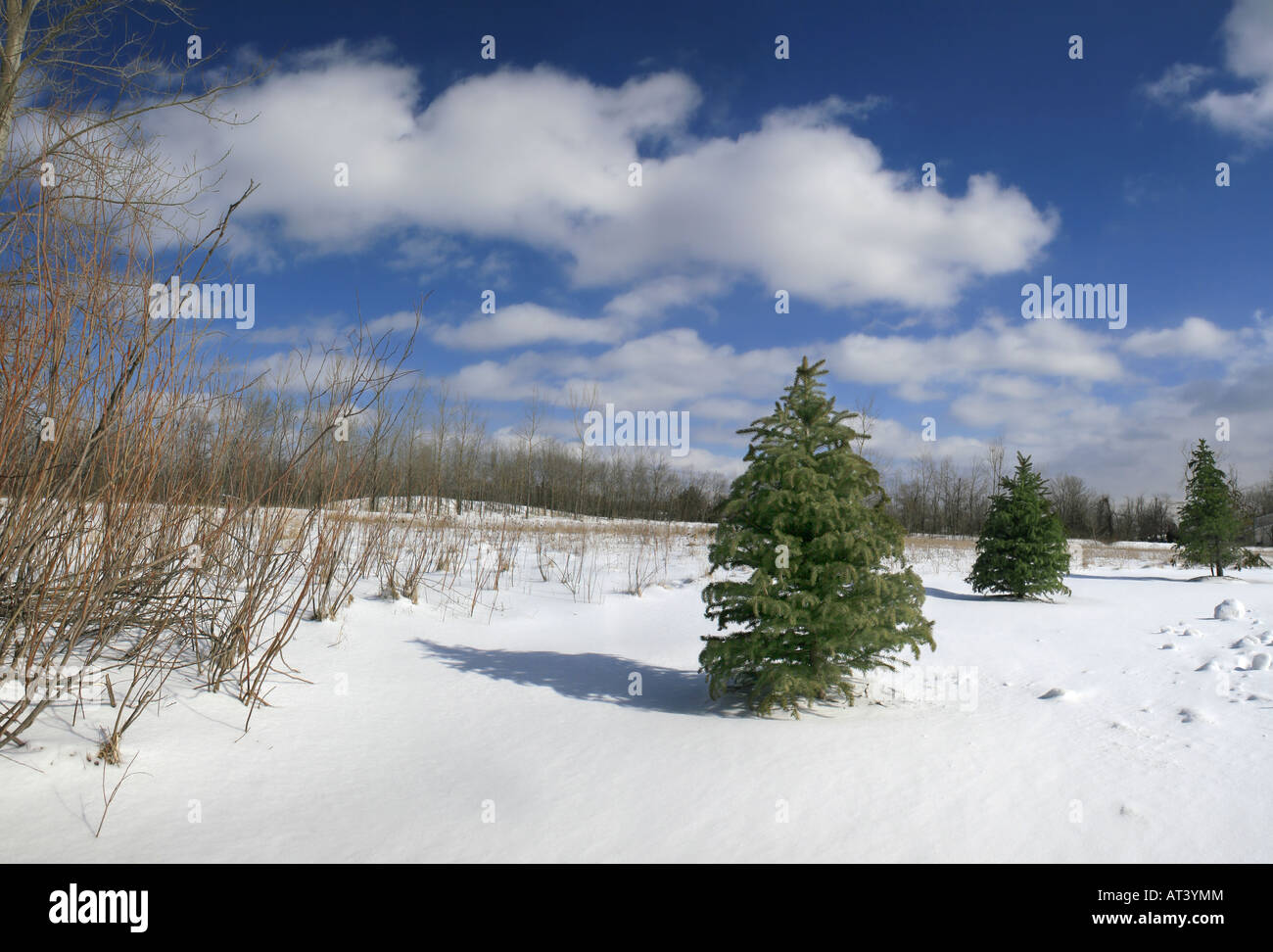 Winter snow field trees hi-res stock photography and images - Alamy