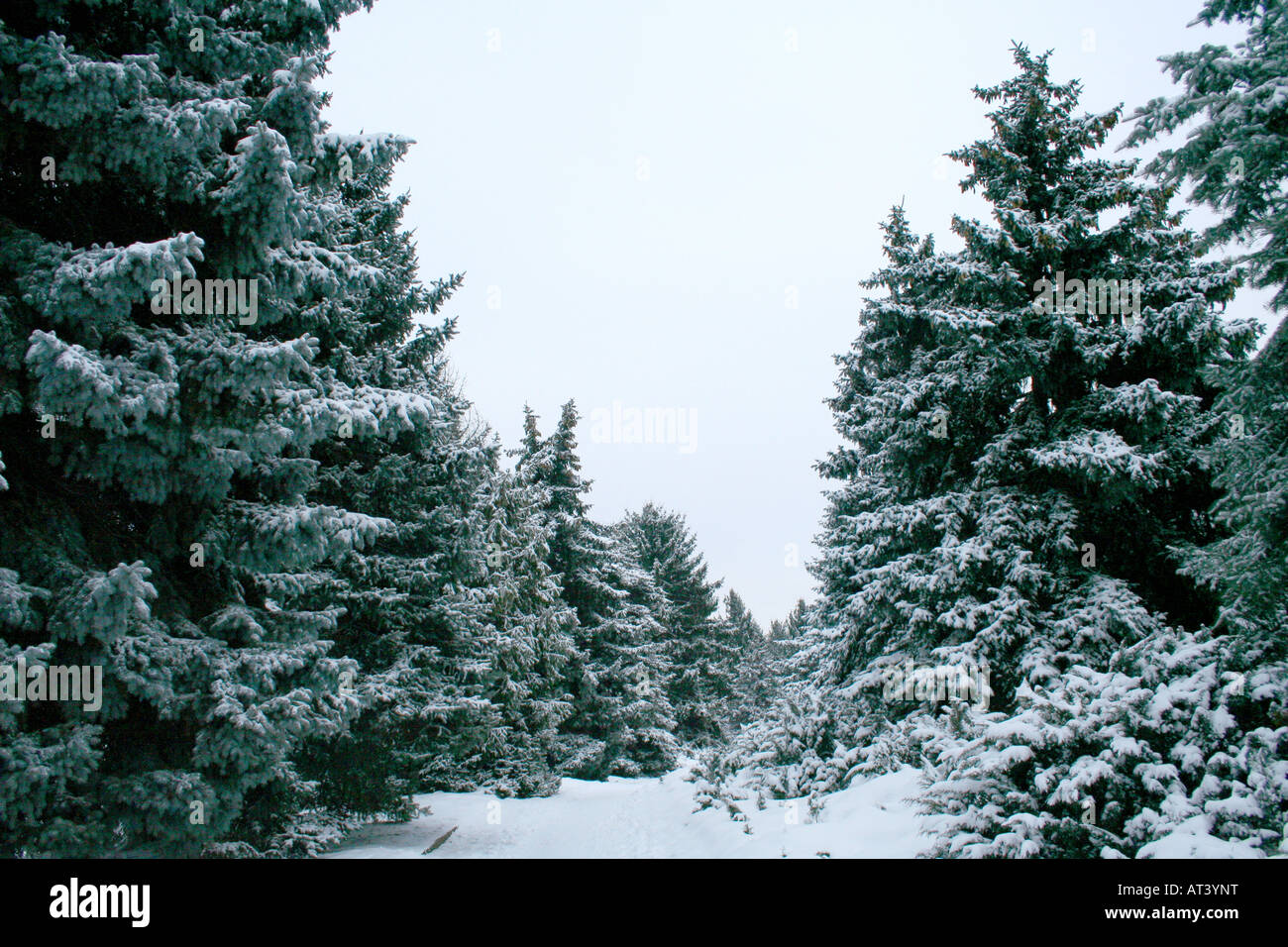 Winter landscape beautiful snow in the forest Stock Photo - Alamy