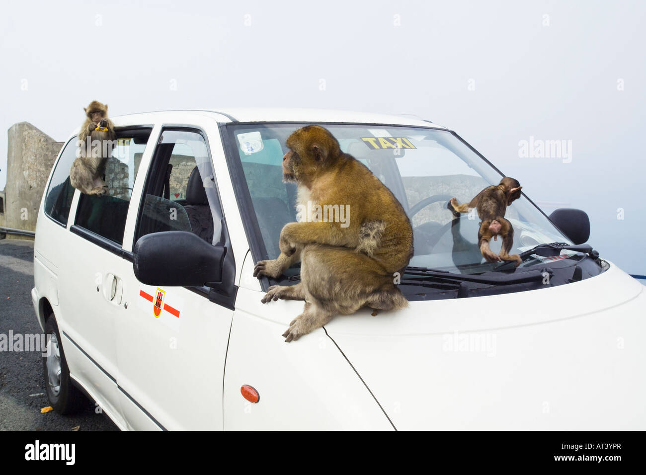 Monkey bus hi-res stock photography and images - Alamy