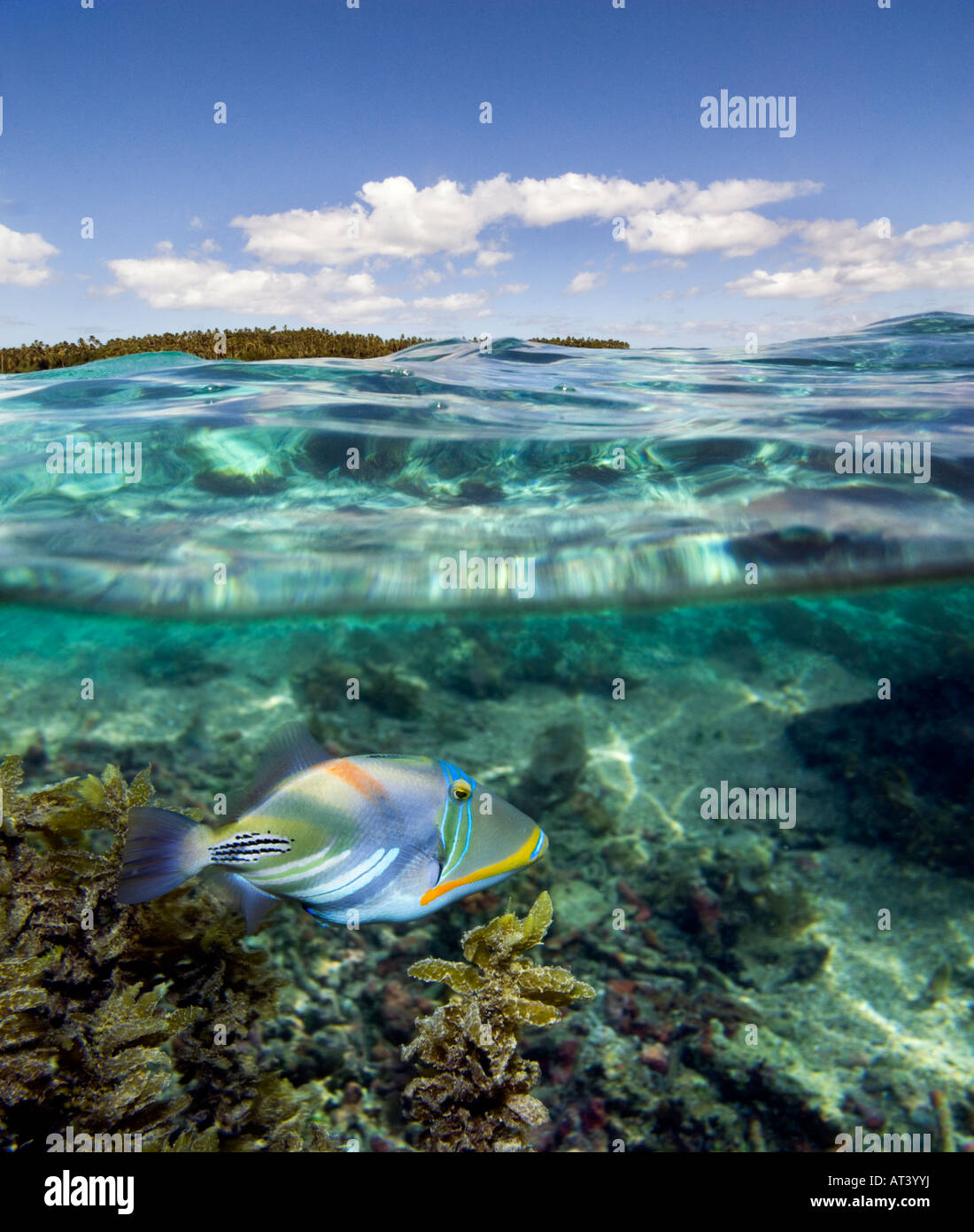 SAMOA feeling symbol half and half under water underwater fish isle sea ...