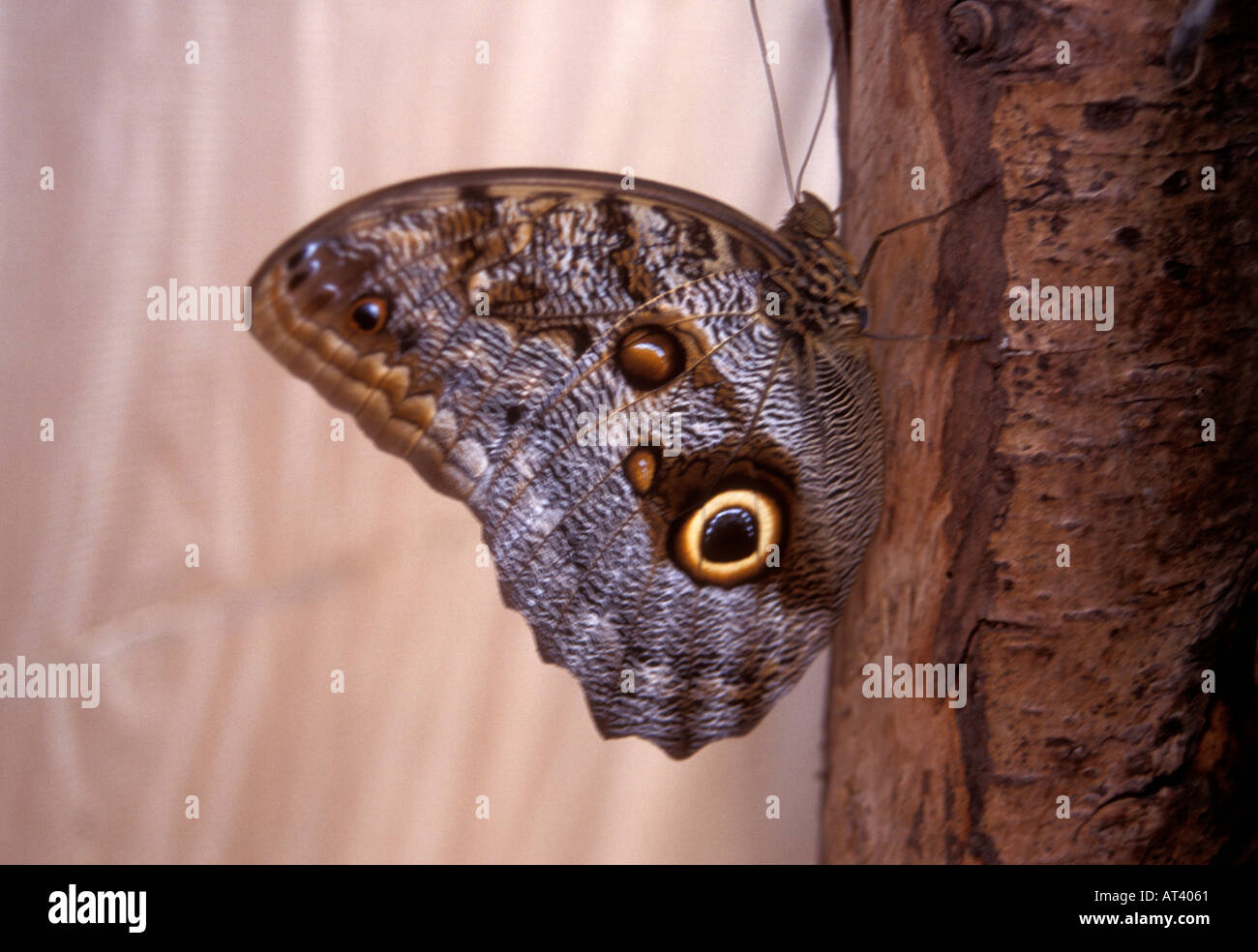 Owl butterfly Caligo eurilochus London Butterfly House Syon Park ...