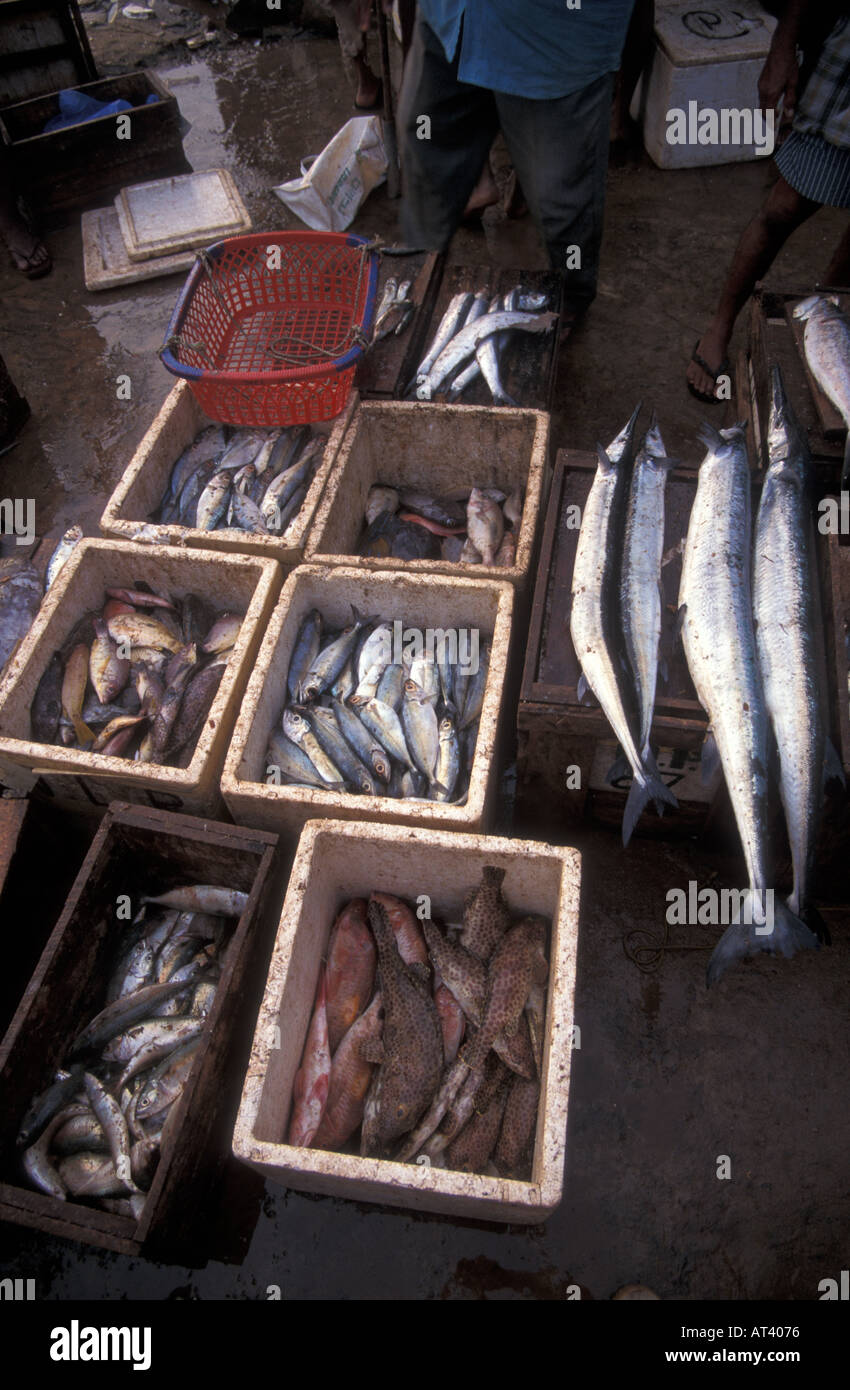 Fish market Sri Lanka Stock Photo - Alamy