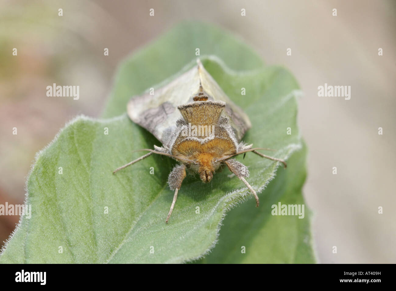 Burnished Brass Moth, Diachrisia chrysitis Stock Photo - Alamy