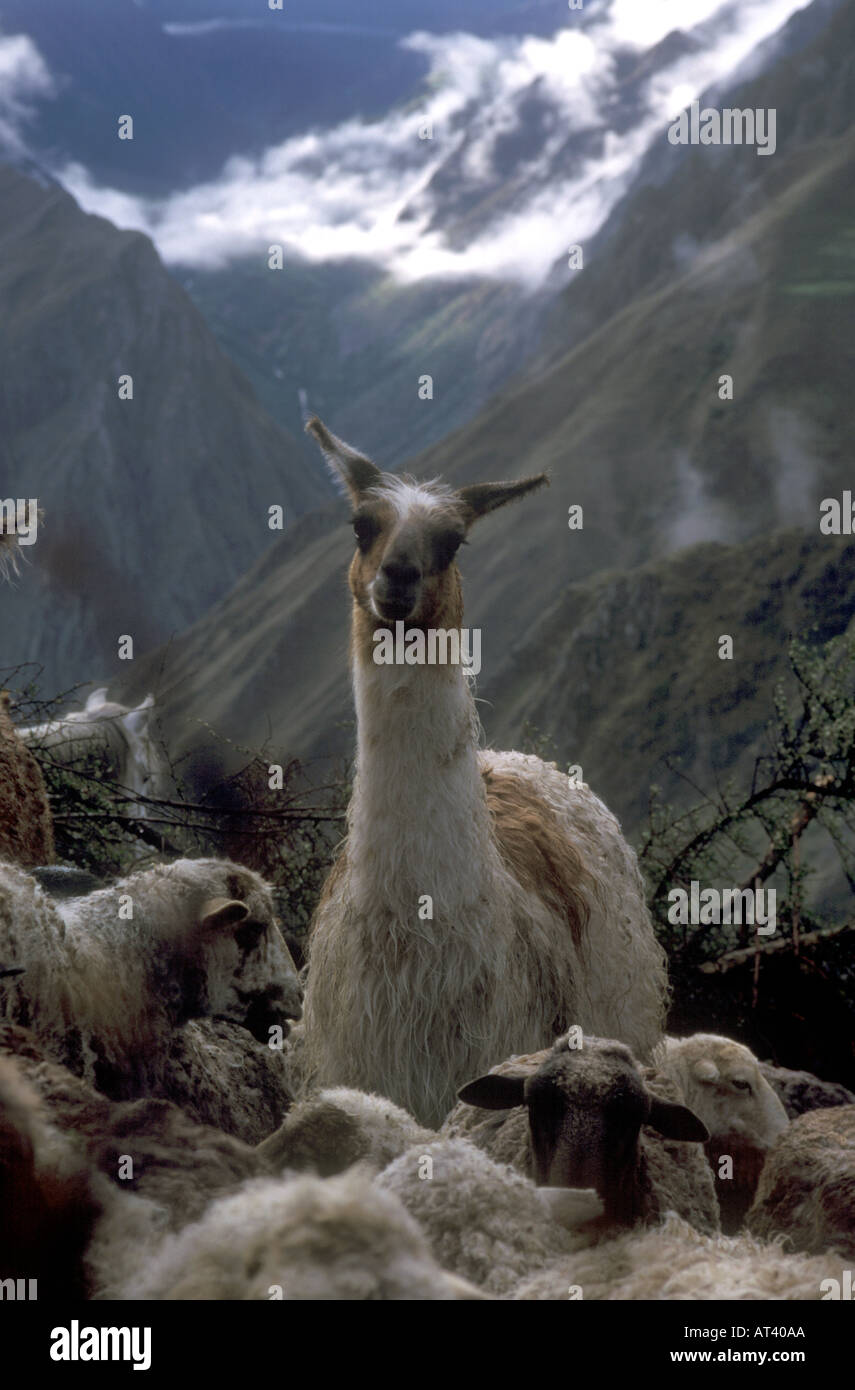 Camelid inca hi-res stock photography and images - Alamy