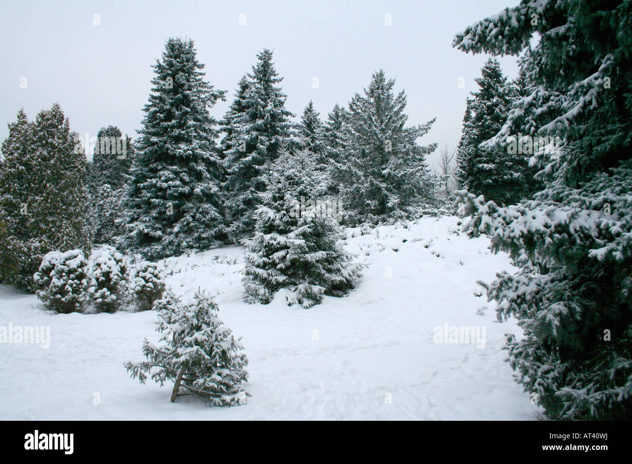 Winter landscape beautiful snow in the forest Stock Photo - Alamy