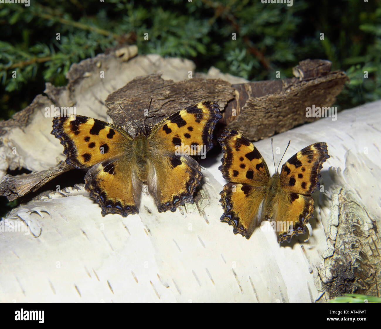 Large tortoiseshell hi-res stock photography and images - Alamy