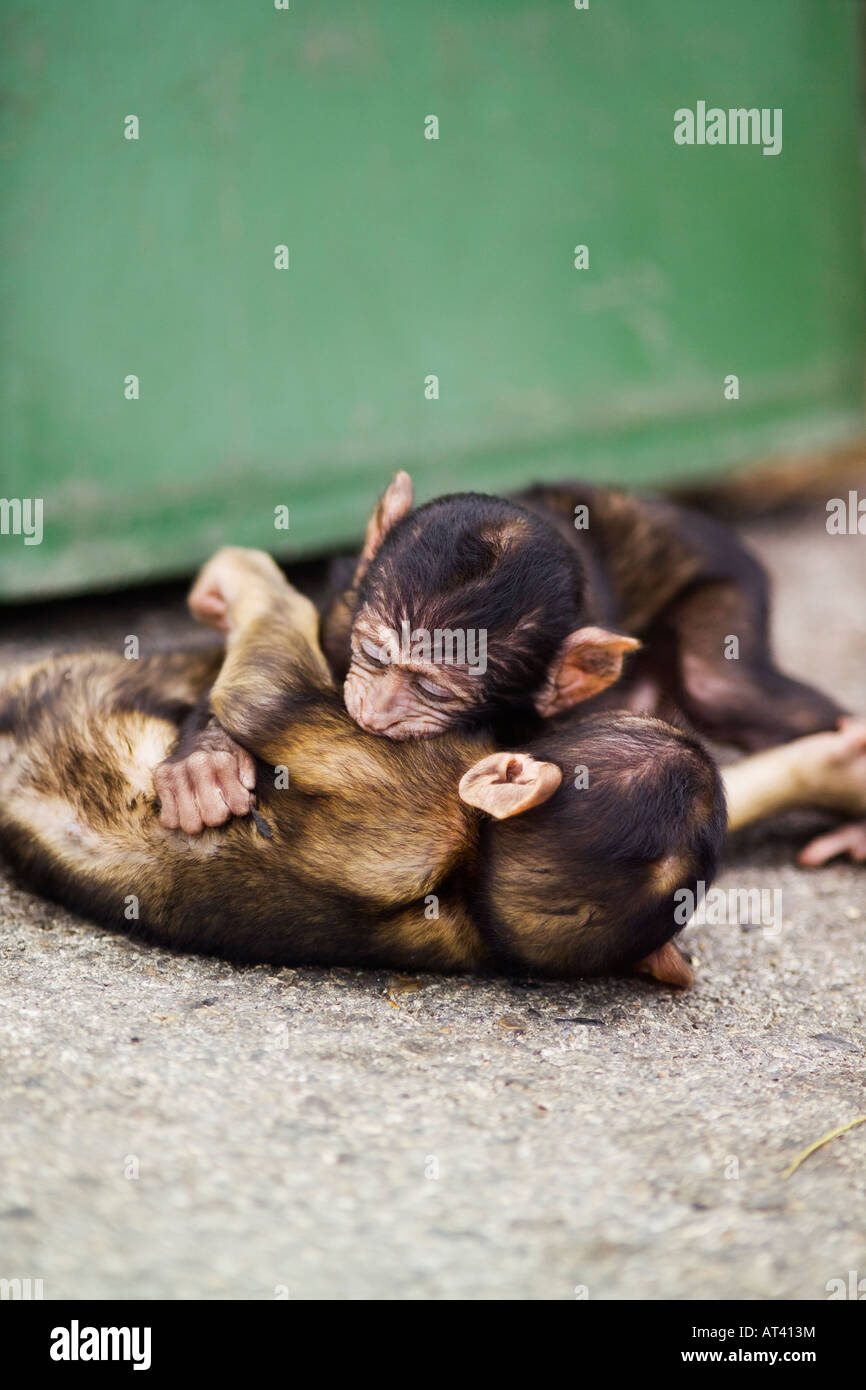 Undomesticated animals hi-res stock photography and images - Alamy
