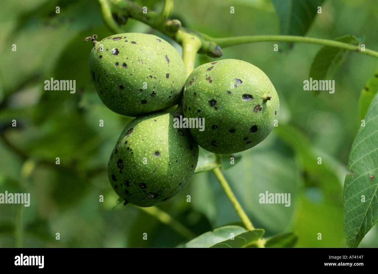 botany, walnut (Juglans), Common walnut (Juglans regia), fruits at ...