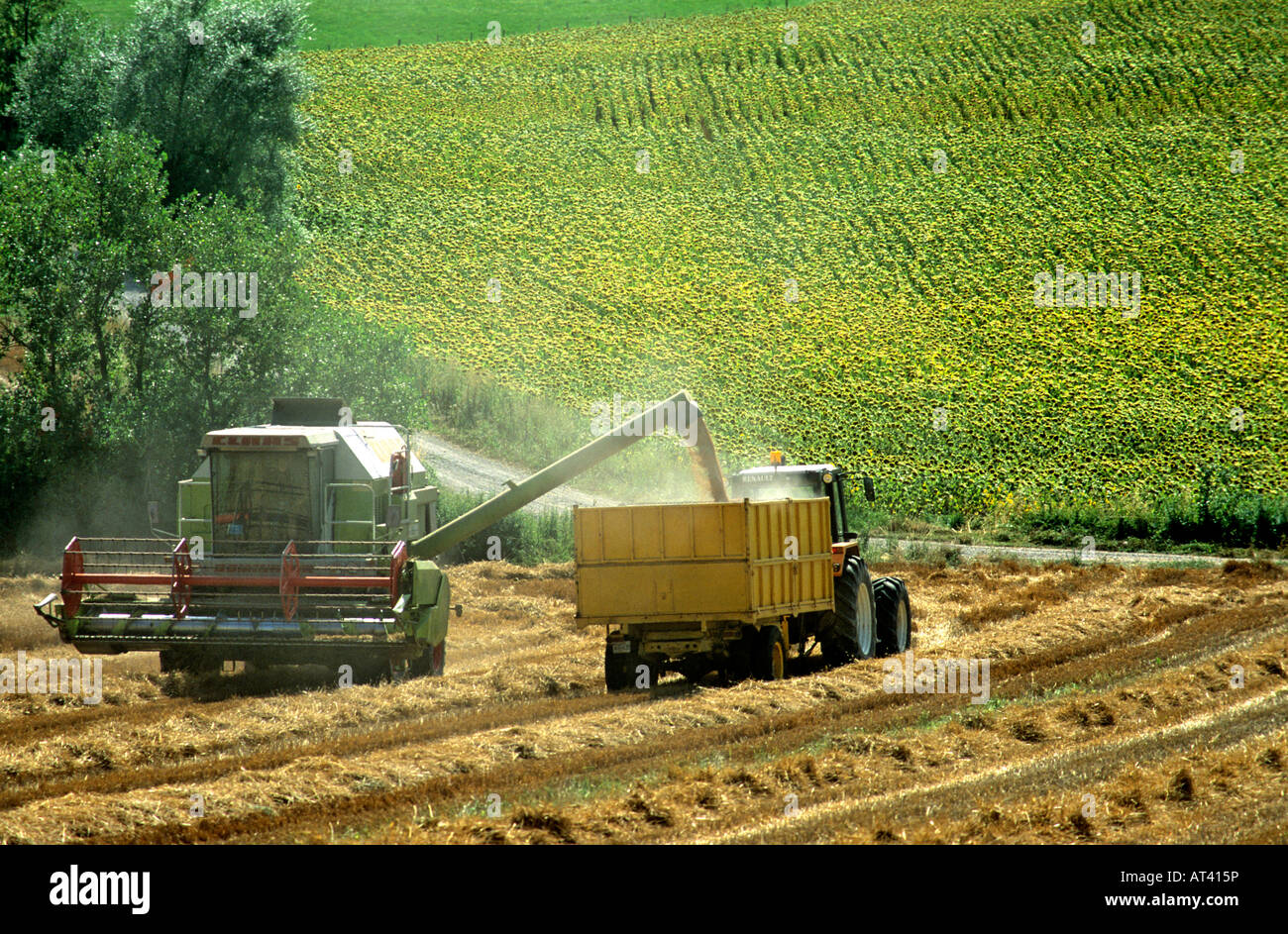 Time to harvest wheat hi-res stock photography and images - Alamy